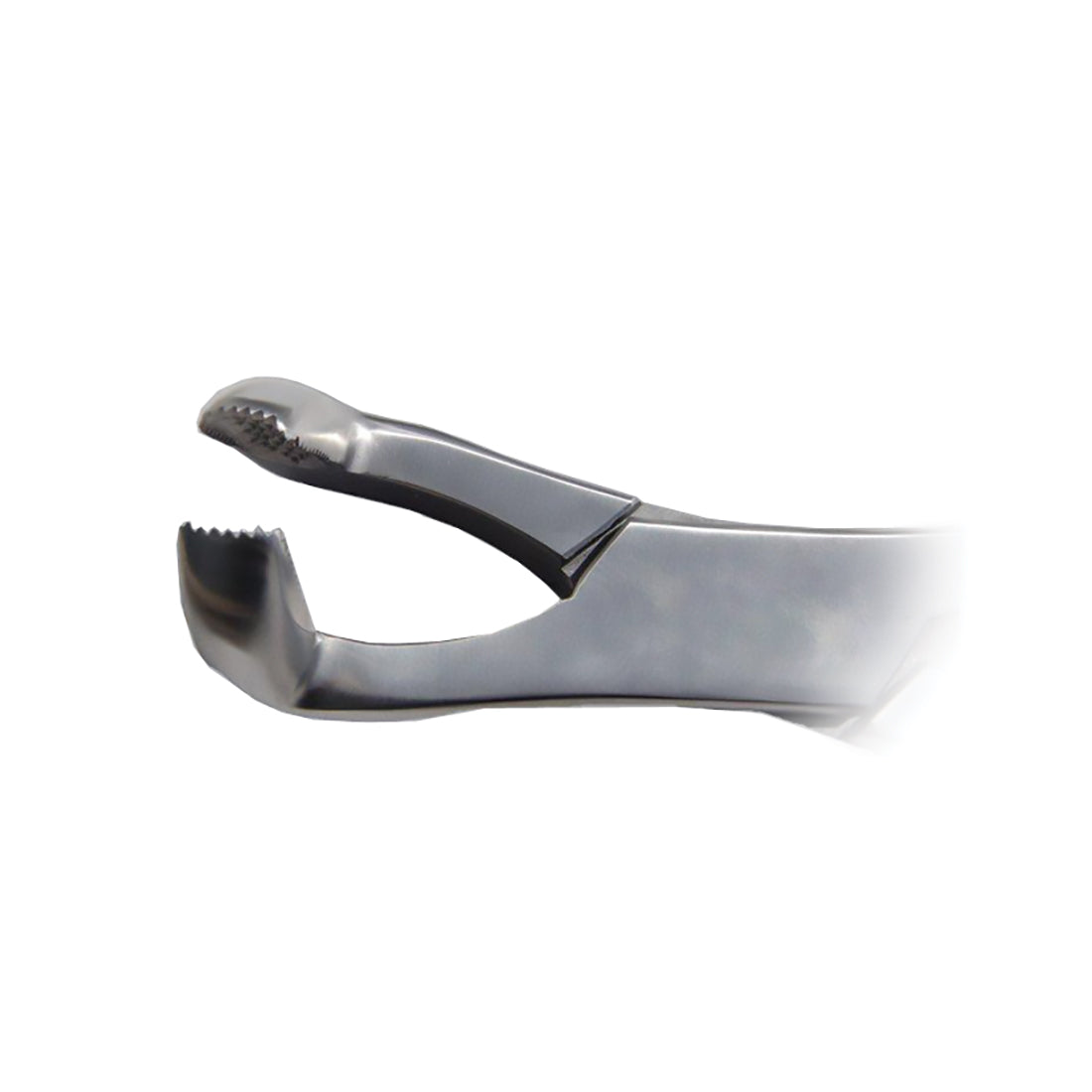Fragment Forceps, Heavy | Equine Dental Instruments